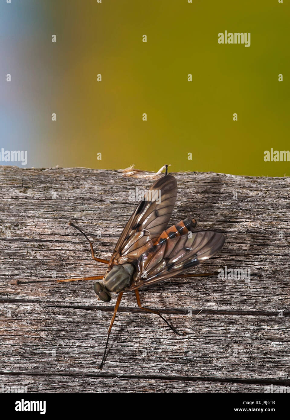 garden, insect, fly, gardens, environment, enviroment, garden, insect ...