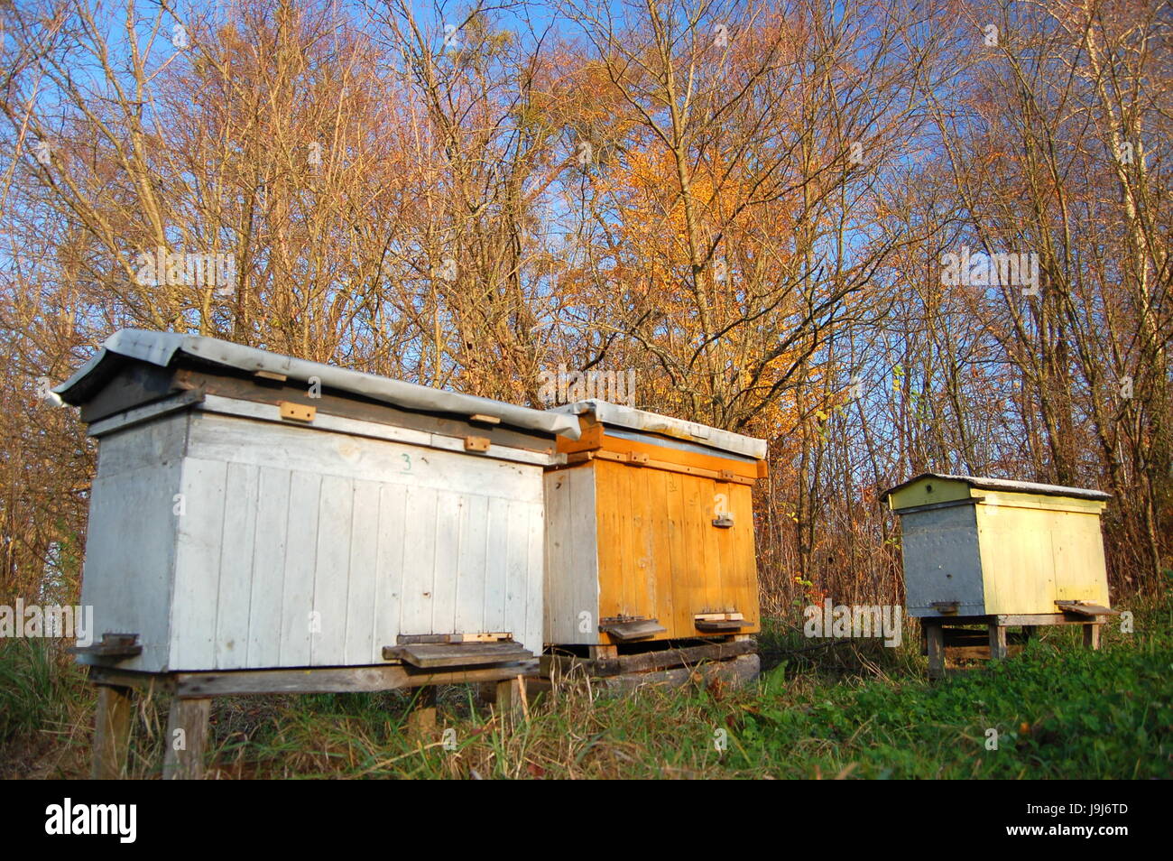 garden, beehive, apiary, farm, nature, insect, bee, fall, autumn, blue ...
