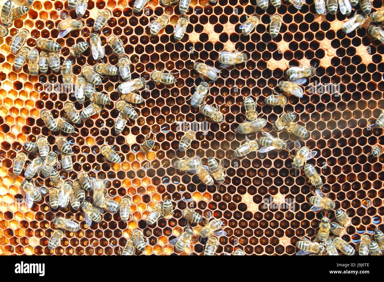 bees, wax, wallpaper, honeycomb, yellow, texture, natural, macro, close ...