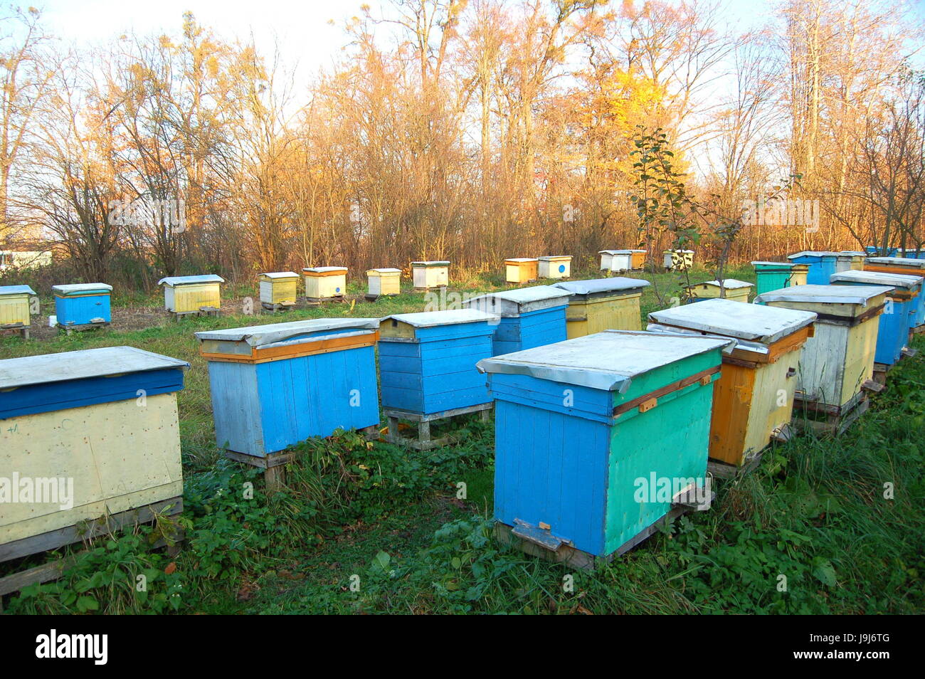 garden, beehive, apiary, farm, nature, insect, bee, fall, autumn, blue ...