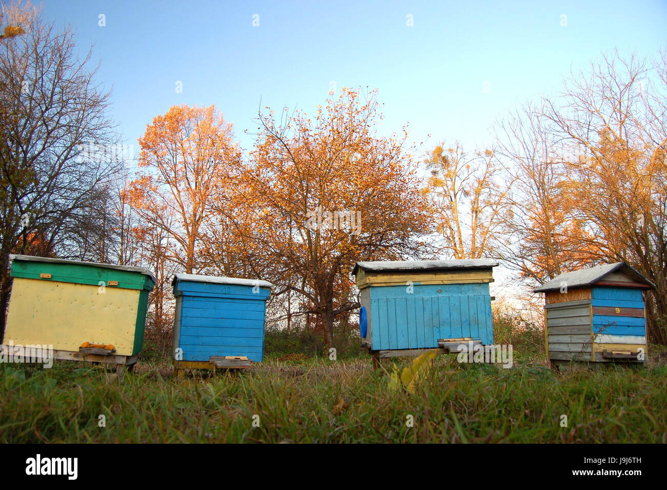garden, beehive, apiary, farm, nature, insect, bee, fall, autumn, blue ...