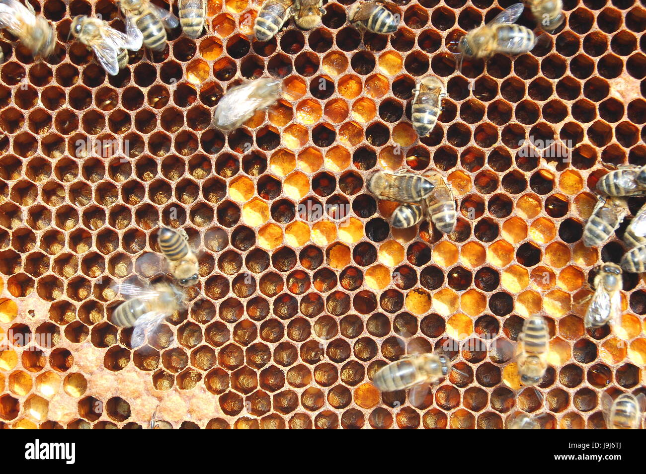 bees, wax, wallpaper, honeycomb, yellow, texture, natural, macro, close ...