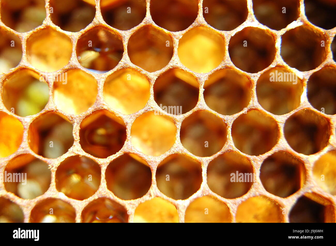 wax, wallpaper, honeycomb, yellow, insect, bee, texture, natural, sweet ...