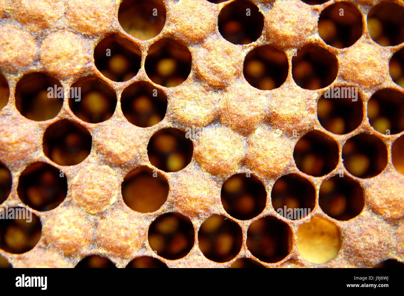 wax, wallpaper, honeycomb, yellow, insect, bee, texture, natural, sweet ...