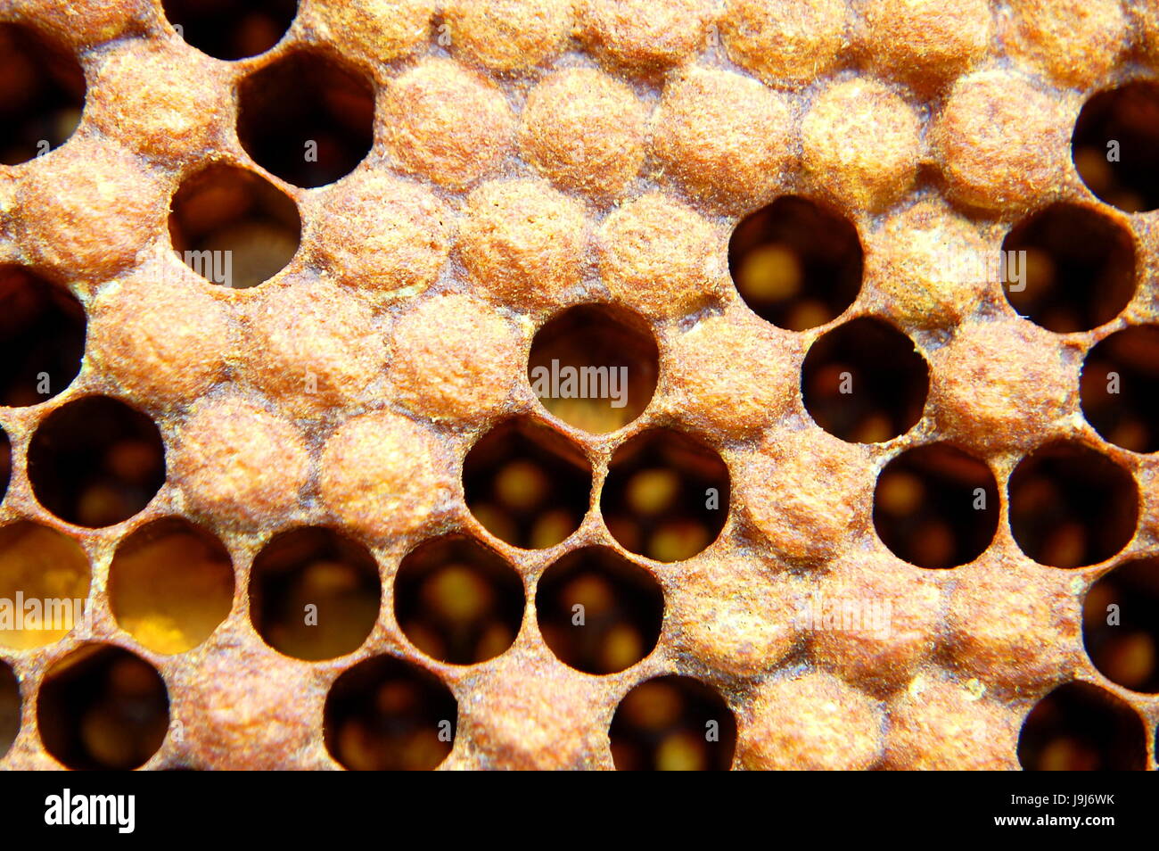wax, wallpaper, honeycomb, yellow, insect, bee, texture, natural, sweet Stock Photo - Alamy