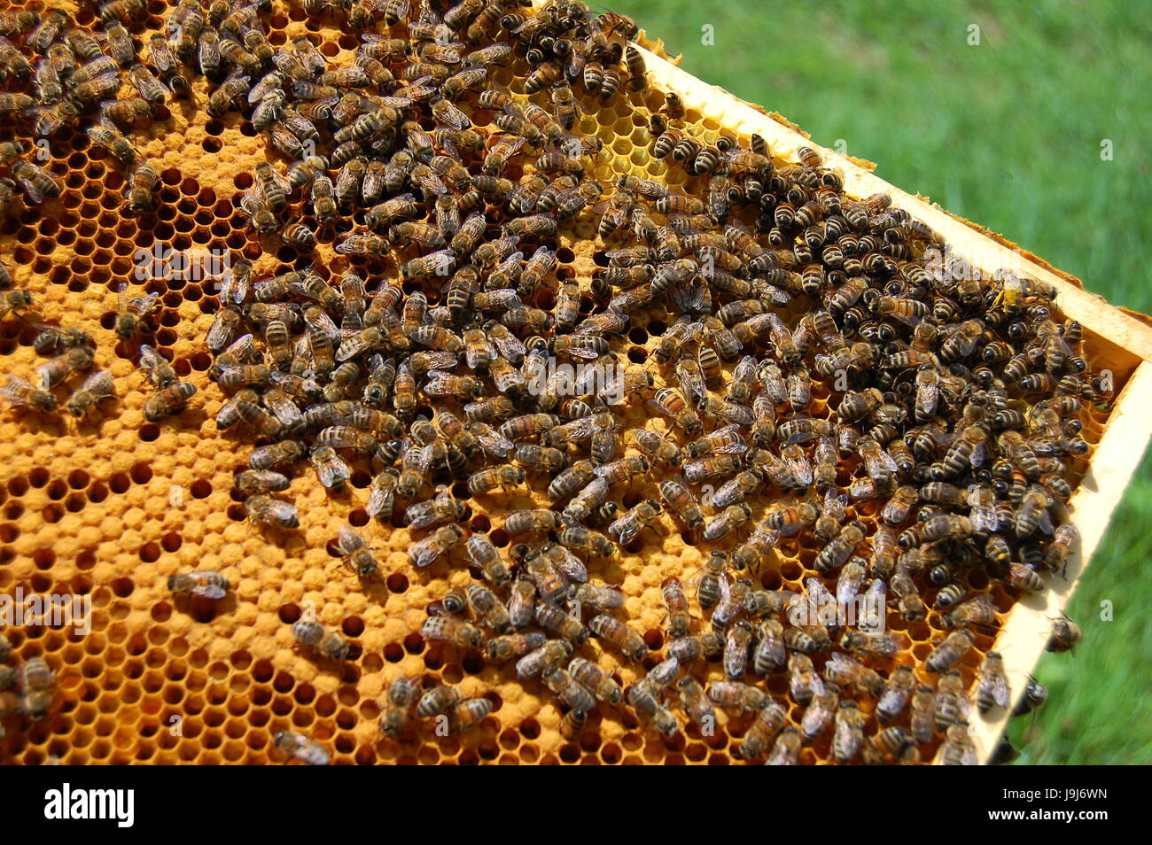 bees, wax, wallpaper, honeycomb, yellow, texture, natural, macro, close ...
