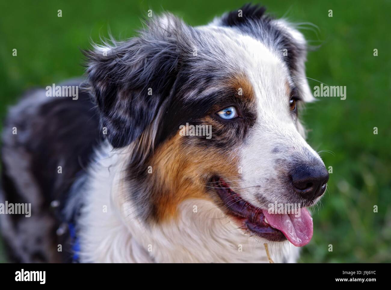 australian shepherd dog looks faithful and attentive Stock Photo - Alamy