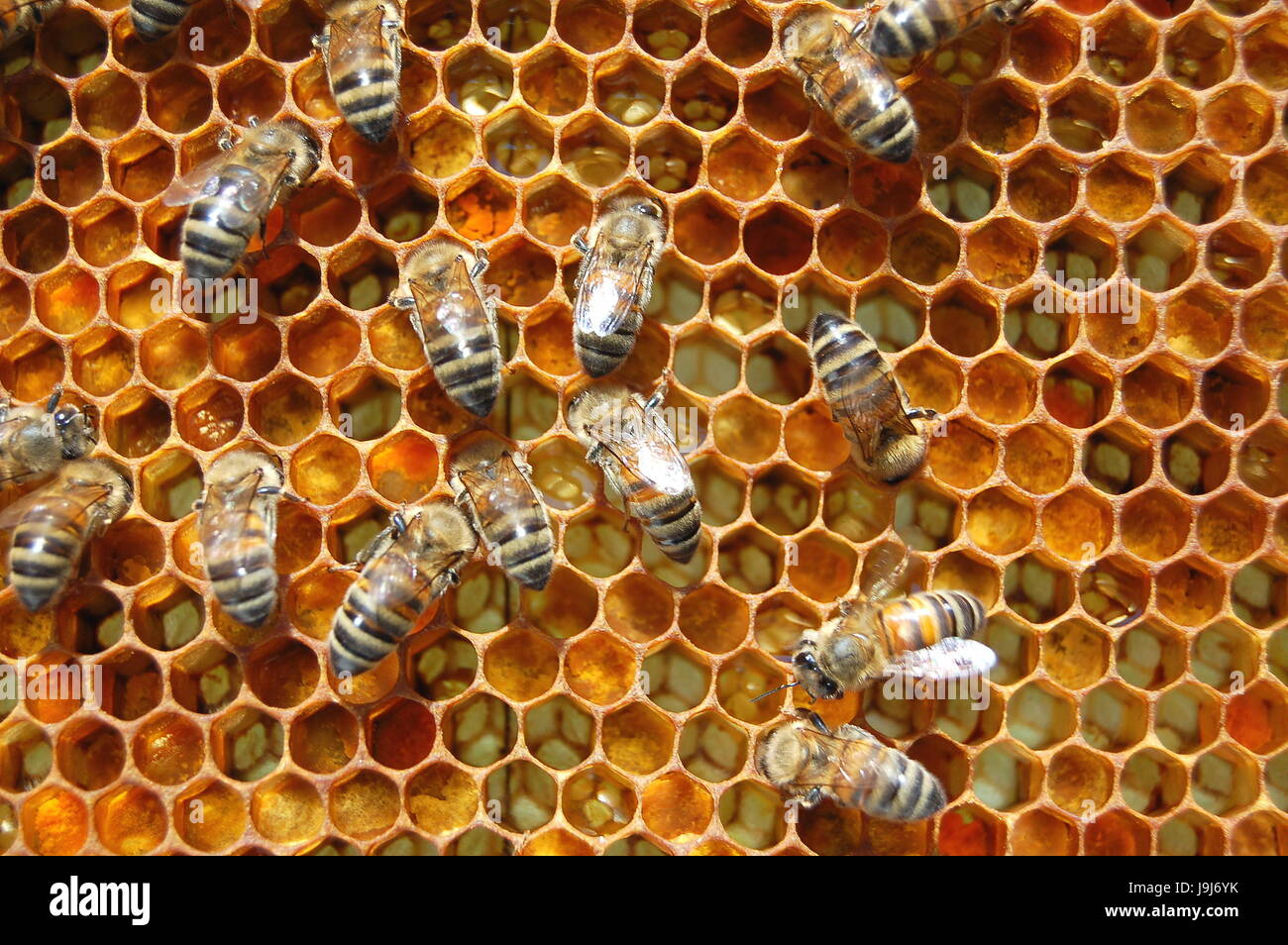 bees, wax, wallpaper, honeycomb, yellow, texture, natural, macro, close ...