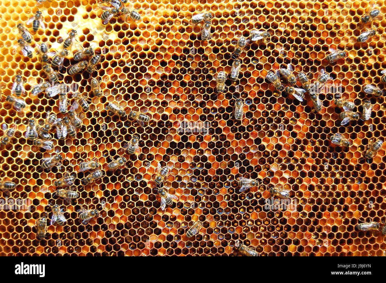 bees, wax, wallpaper, honeycomb, yellow, texture, natural, macro, close ...
