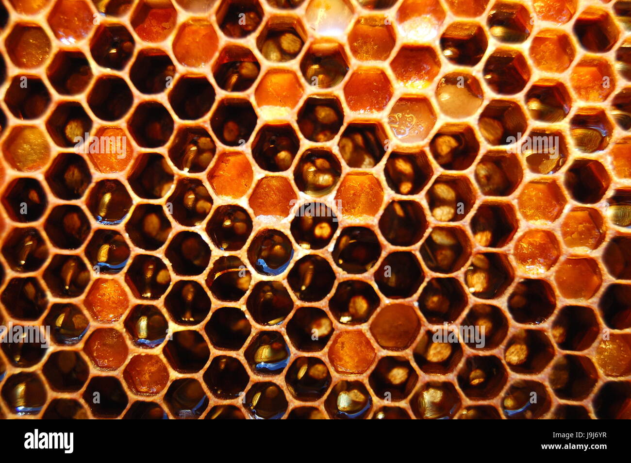 wax, wallpaper, honeycomb, yellow, insect, bee, texture, natural, sweet ...