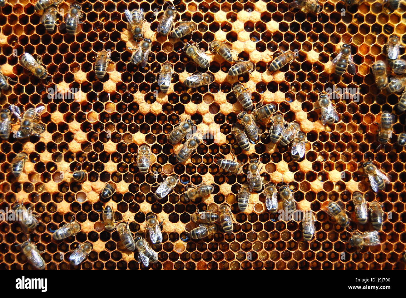 bees, wax, wallpaper, honeycomb, yellow, texture, natural, macro, close ...