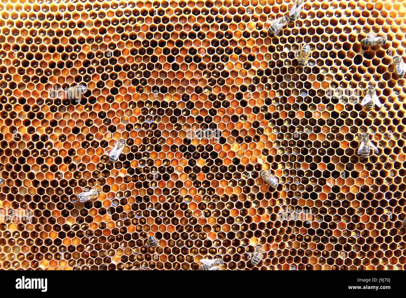 bees, wax, wallpaper, honeycomb, yellow, texture, natural, macro, close ...