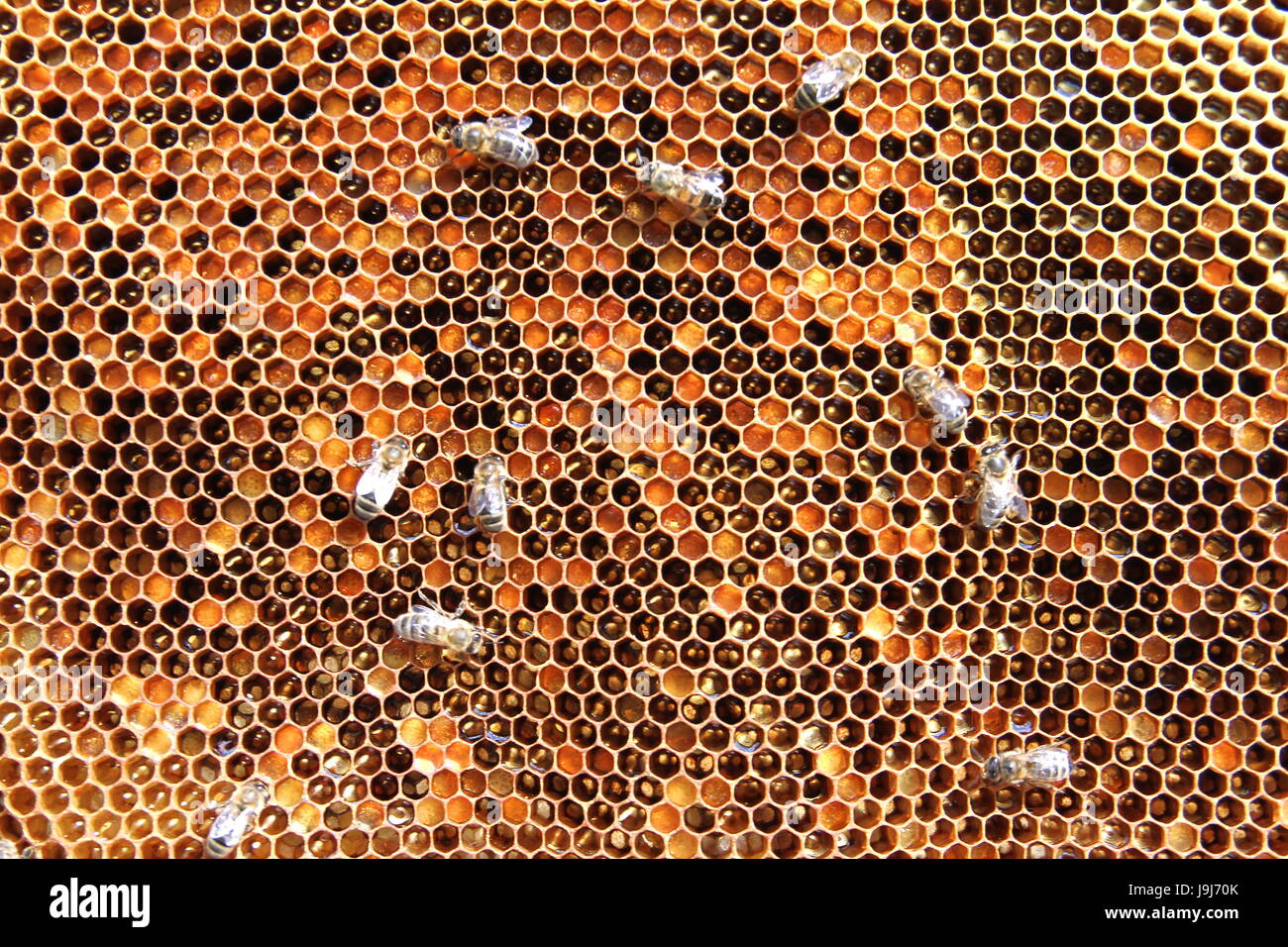 bees, wax, wallpaper, honeycomb, yellow, texture, natural, macro, close ...