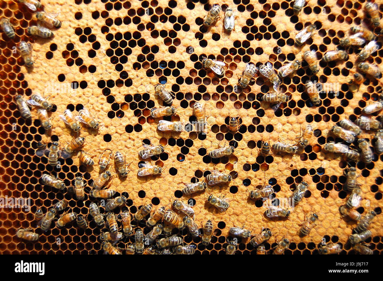 bees, wax, wallpaper, honeycomb, yellow, texture, natural, macro, close ...