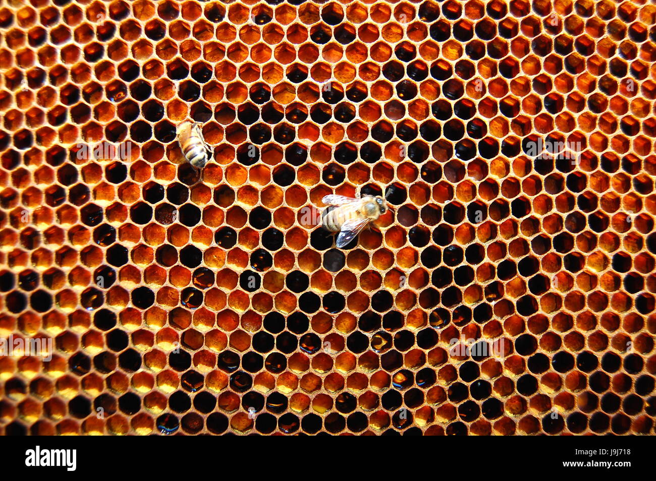 bees, wax, wallpaper, honeycomb, yellow, texture, natural, macro, close ...