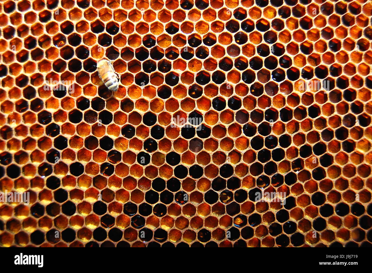 insect, wax, honeycomb, yellow, bee, texture, natural, macro, close-up ...