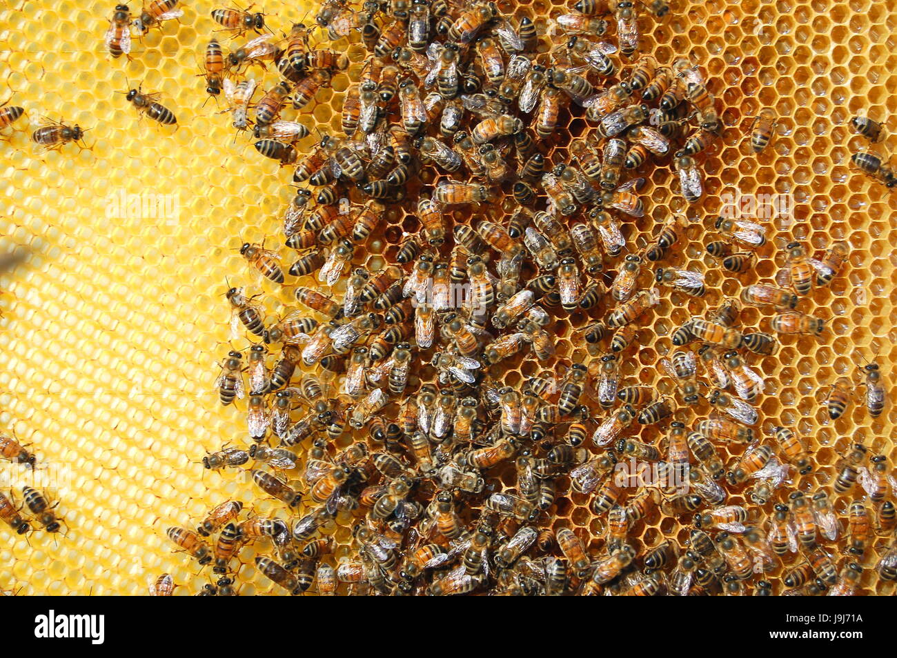 bees, wax, wallpaper, honeycomb, yellow, texture, natural, macro, close ...