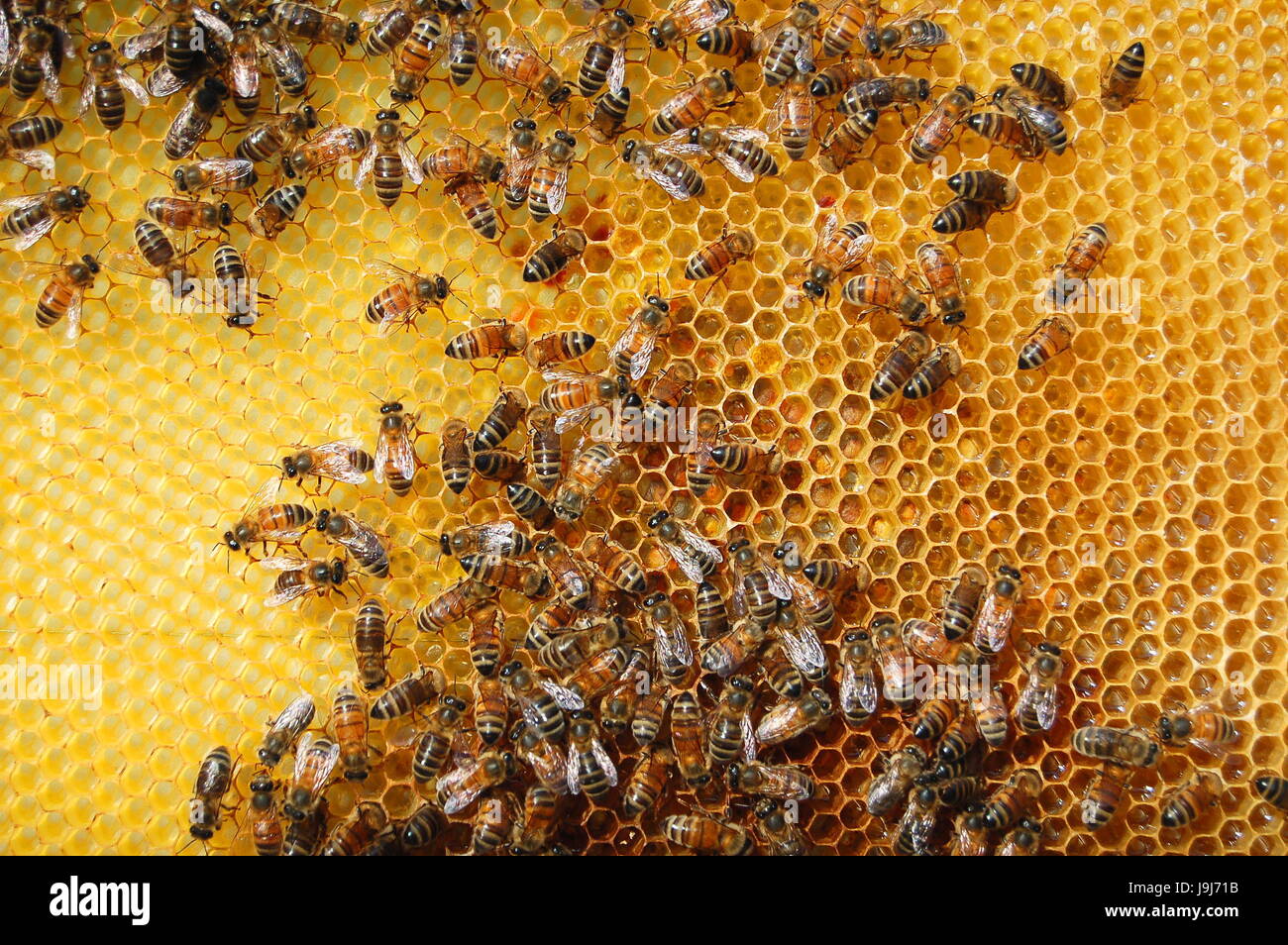 bees, wax, wallpaper, honeycomb, yellow, texture, natural, macro, close ...