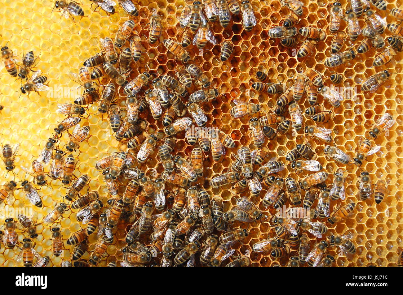 bees, wax, wallpaper, honeycomb, yellow, texture, natural, macro, close ...