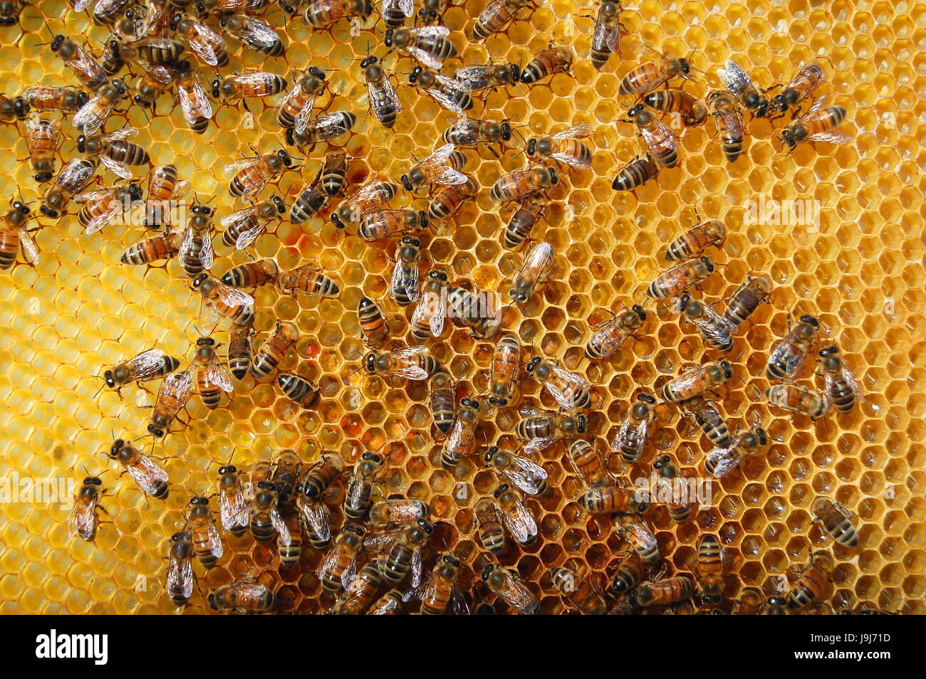 bees, wax, wallpaper, honeycomb, yellow, texture, natural, macro, close ...