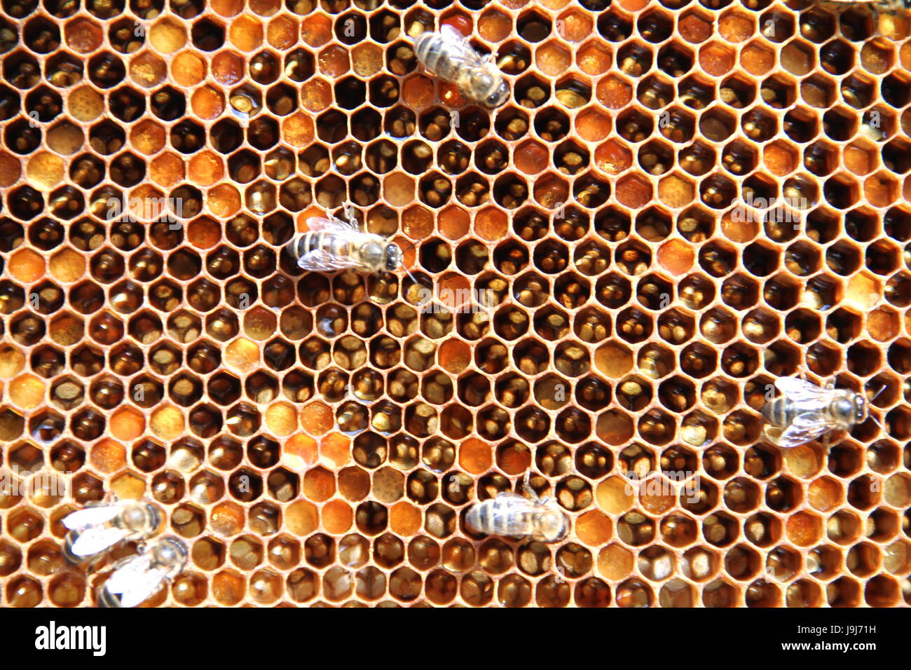 bees, wax, wallpaper, honeycomb, yellow, texture, natural, macro, close ...