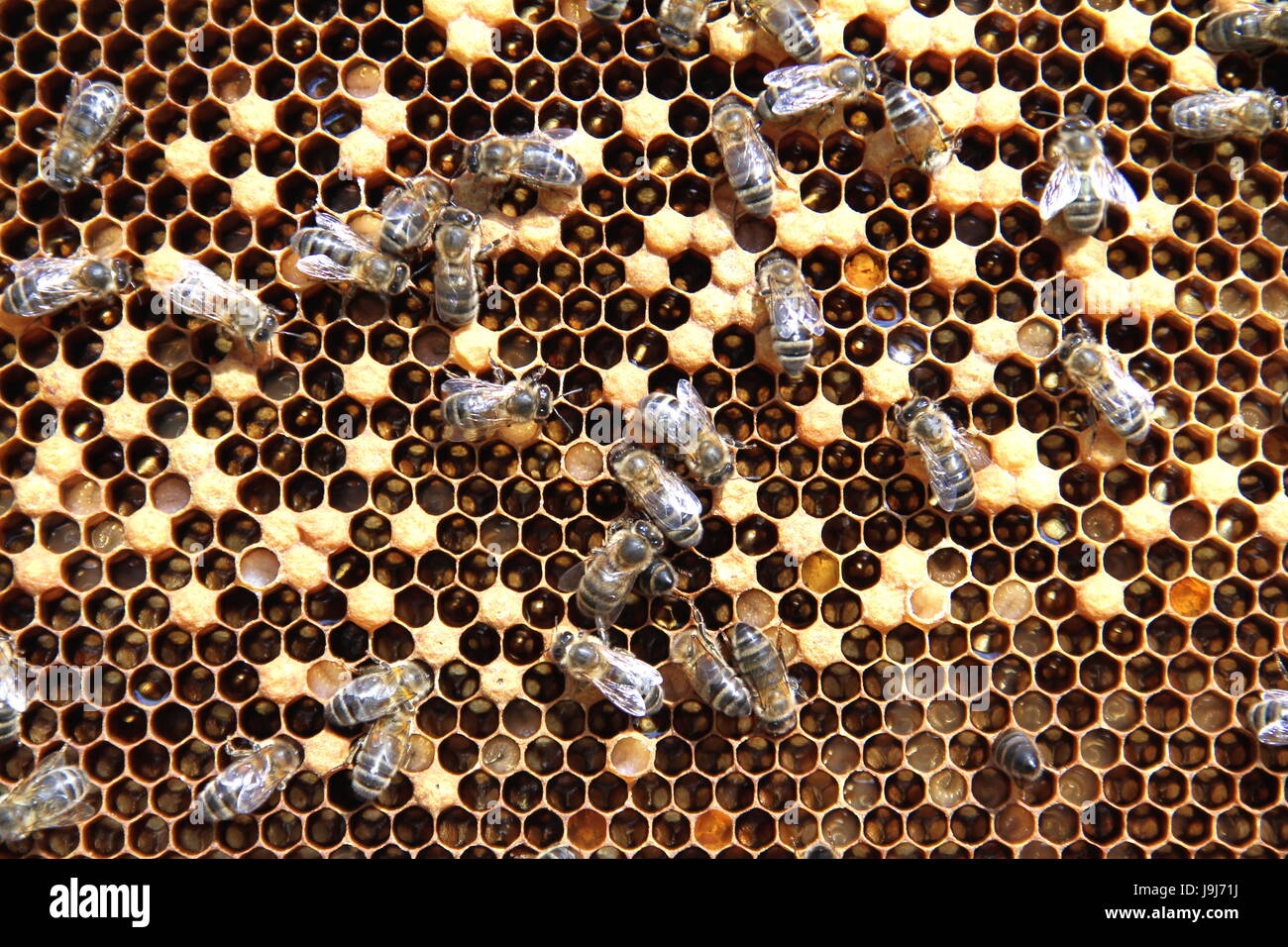 bees, wax, wallpaper, honeycomb, yellow, texture, natural, macro, close ...