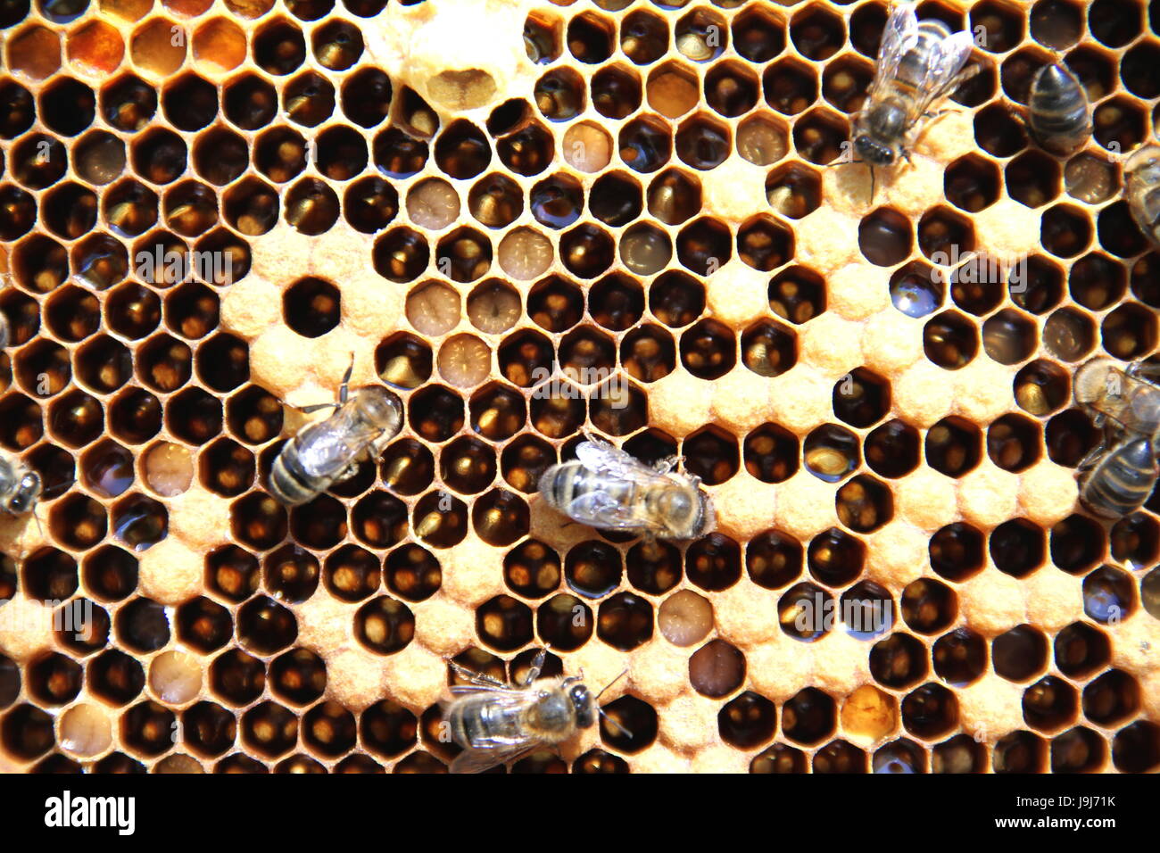 bees, wax, wallpaper, honeycomb, yellow, texture, natural, macro, close ...