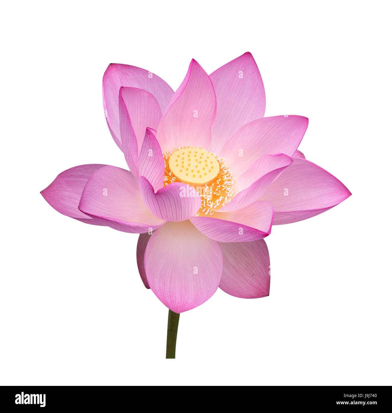 Giant white lotus flower nelumbo hi-res stock photography and images ...