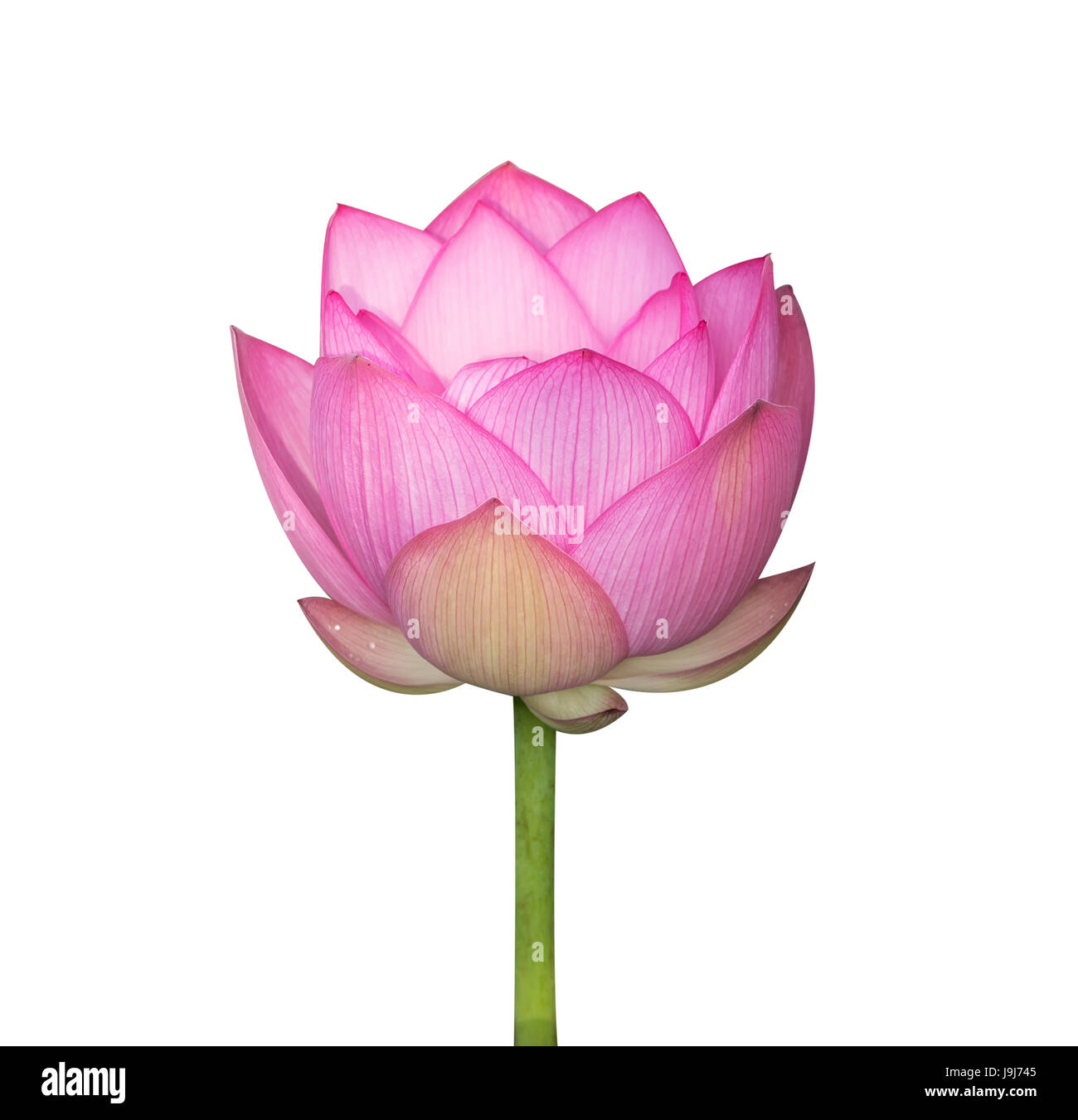 lotus on isolated white background Stock Photo - Alamy
