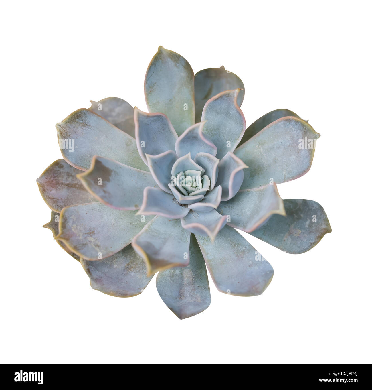 succulent plant isolated on white background Stock Photo - Alamy
