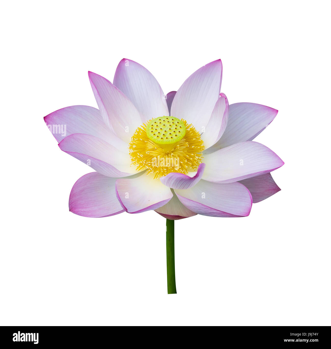 lotus on isolated white background Stock Photo - Alamy