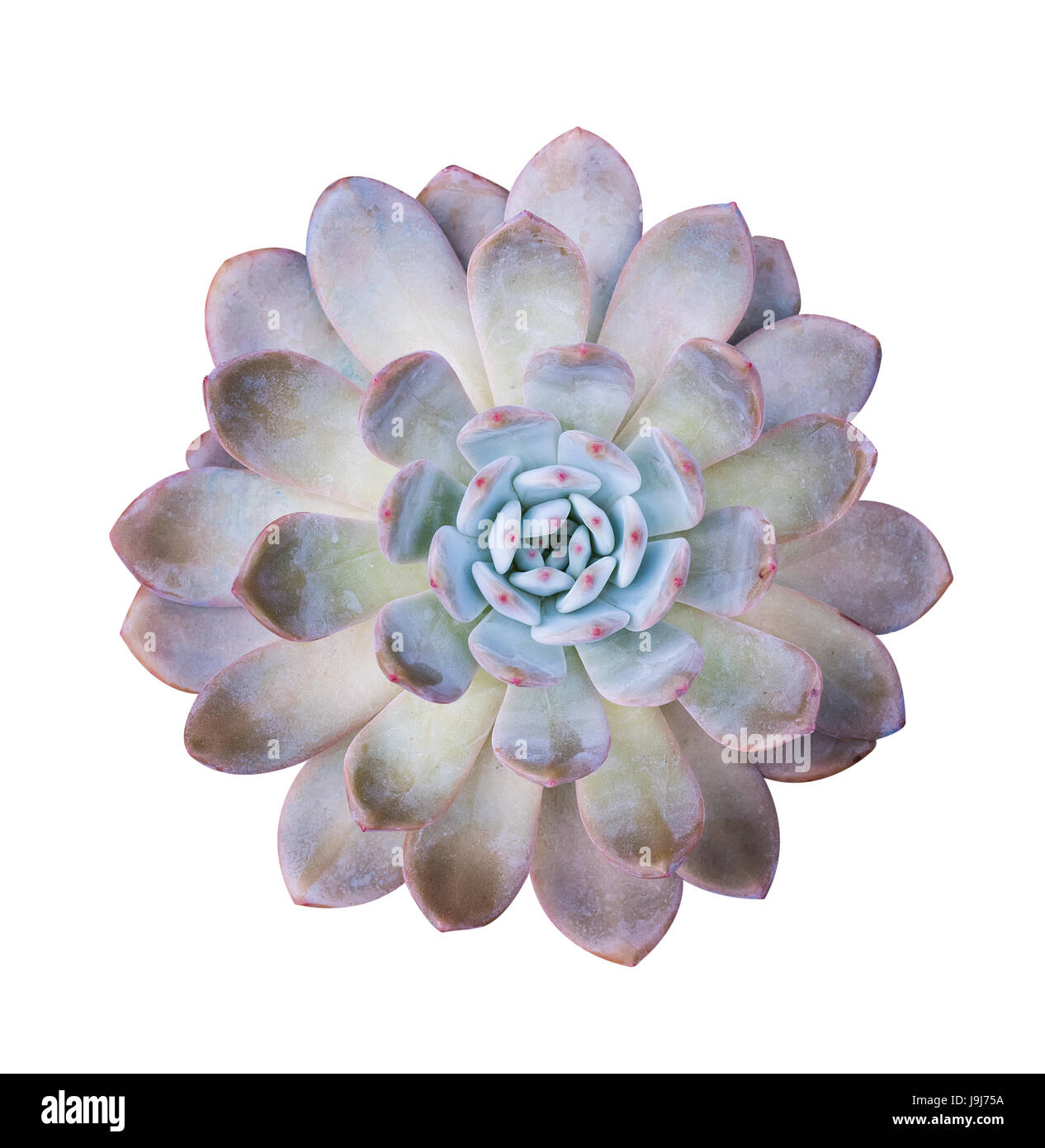 succulent plant isolated on white background Stock Photo - Alamy