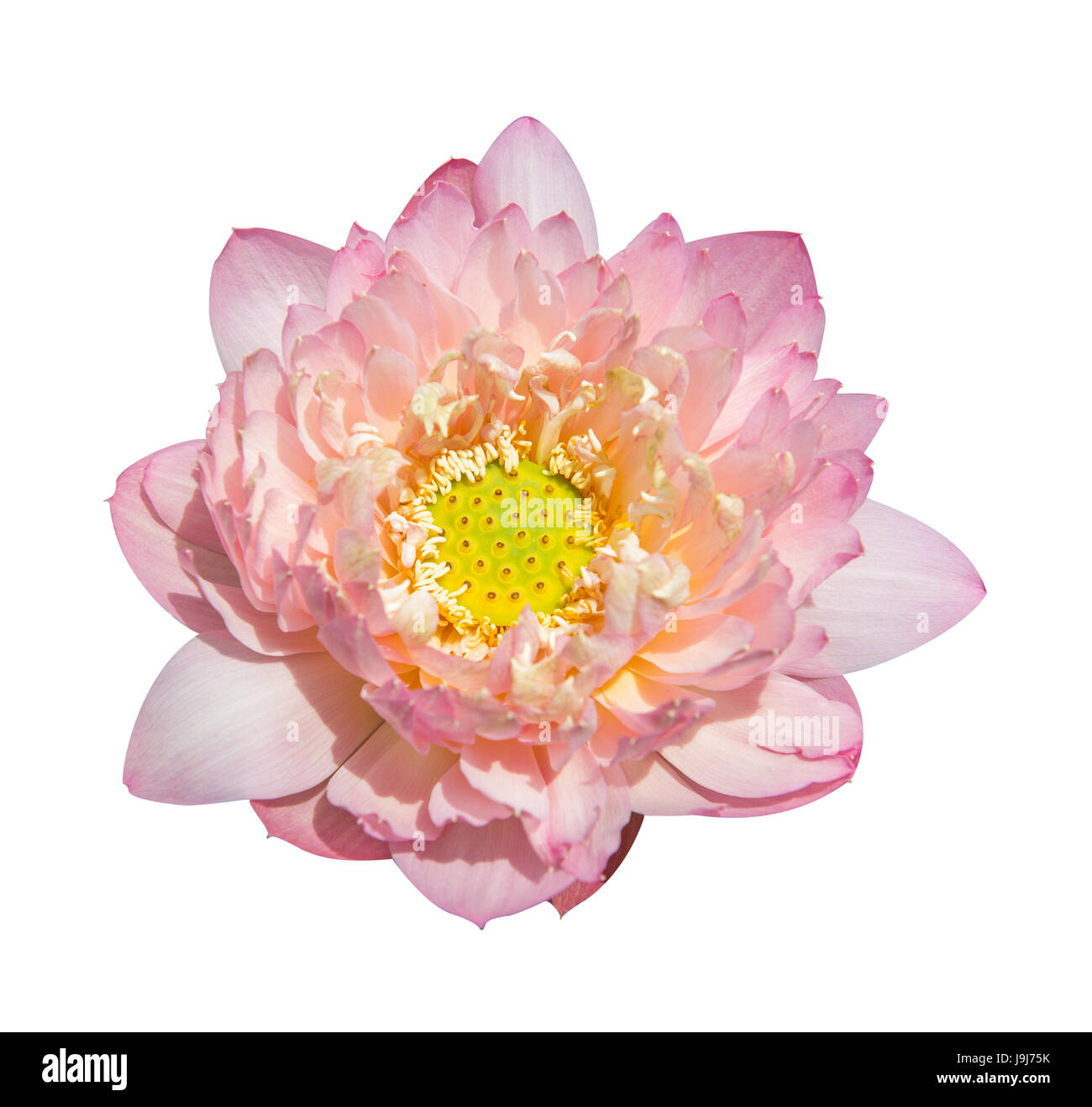lotus on isolated white background Stock Photo - Alamy