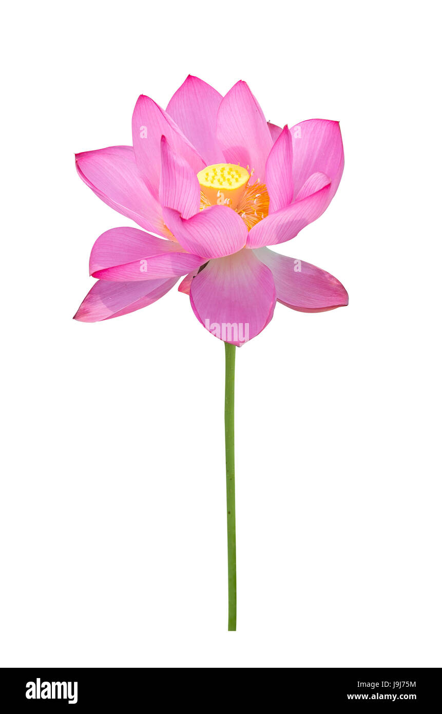 lotus on isolated white background Stock Photo - Alamy