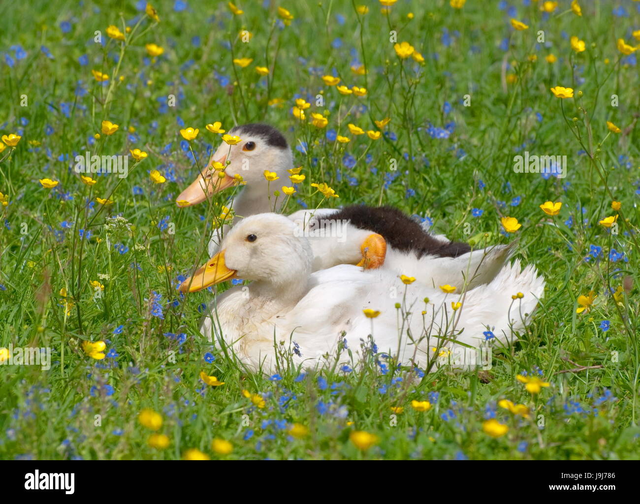 bird, birds, flower meadow, ducks, farm, poultry, idyll, down, bird ...