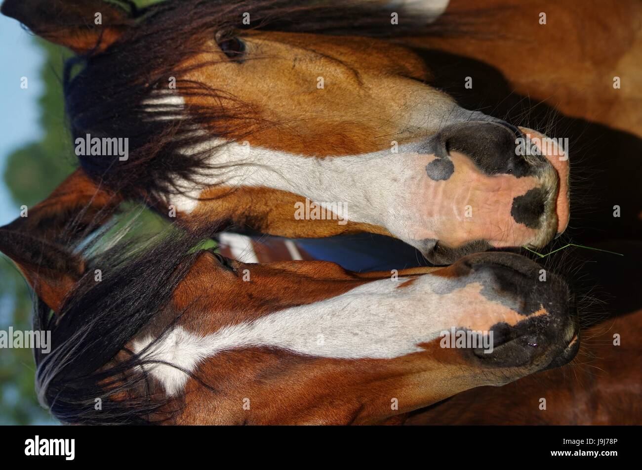 friesen horses in nature Stock Photo - Alamy