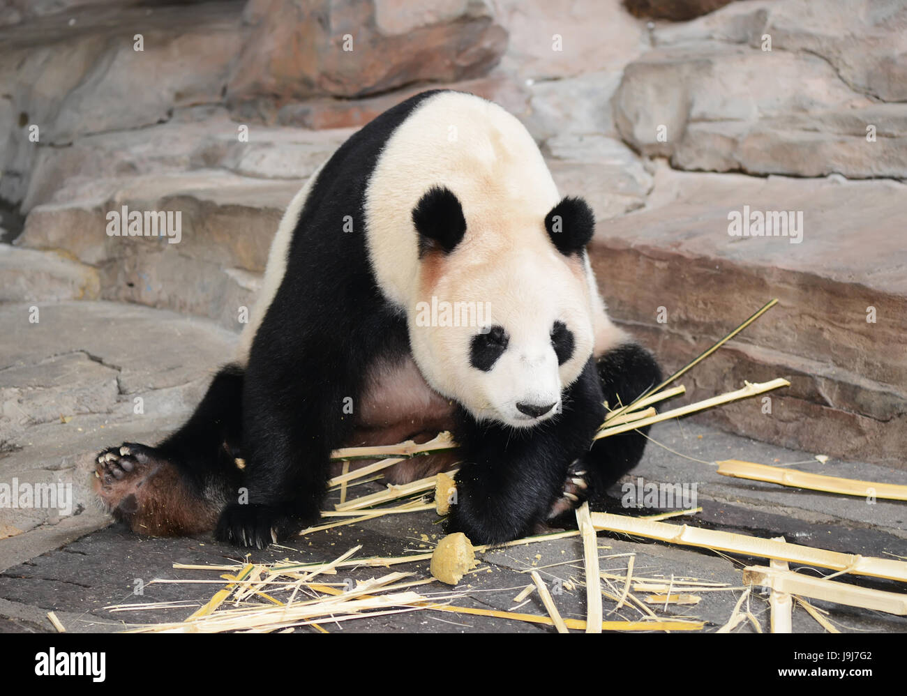 Giant panda bear eating bamboo Stock Photo - Alamy