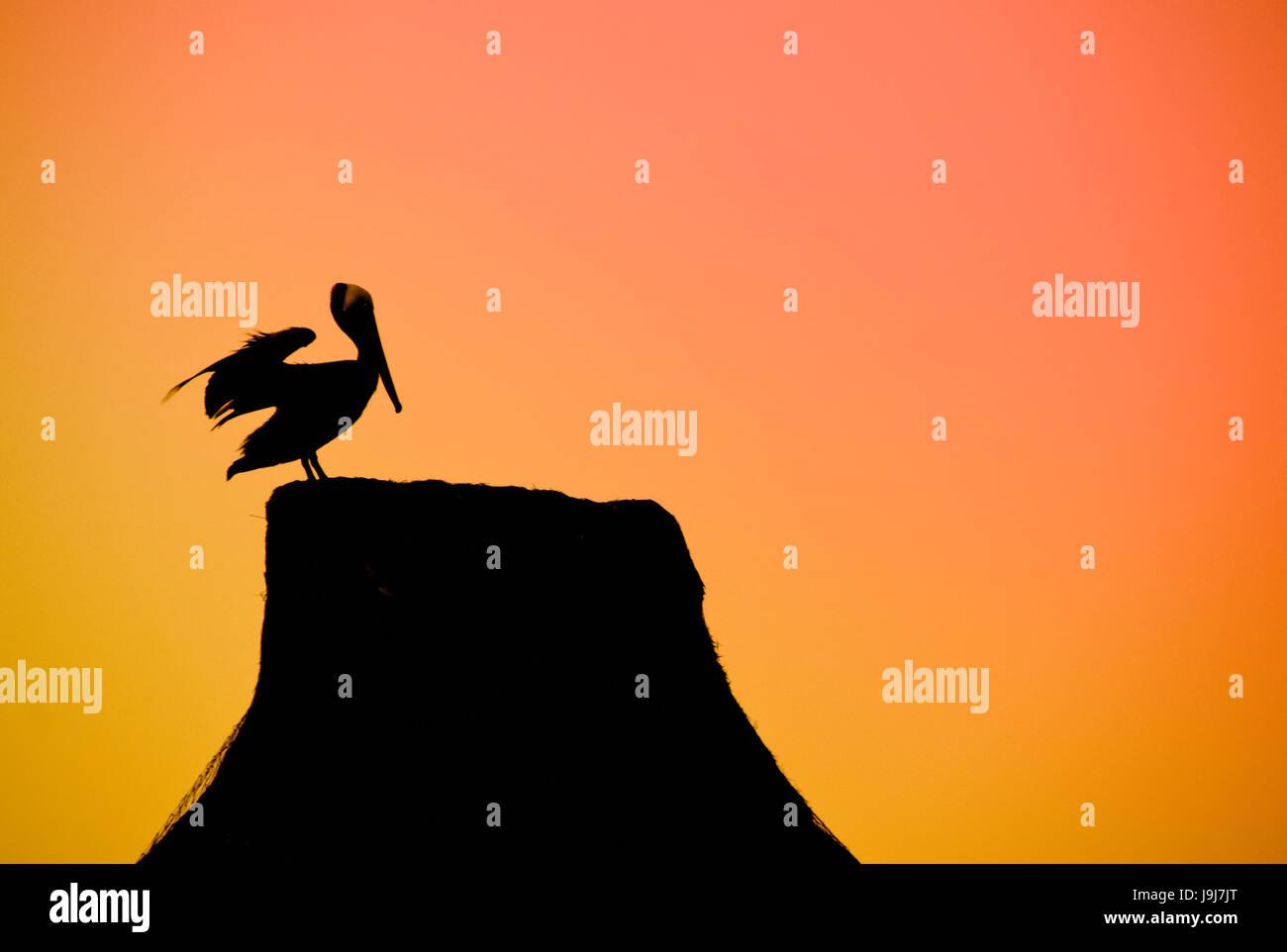 flight, bird, wild, sunset, hunter, sunrise, hunt, beak, fishing ...