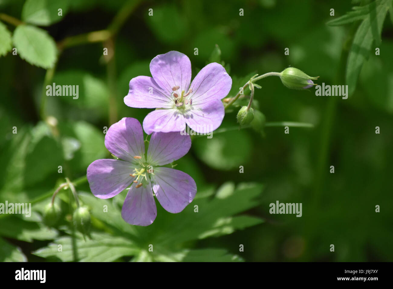 Wild Geranium closeup Stock Photo - Alamy