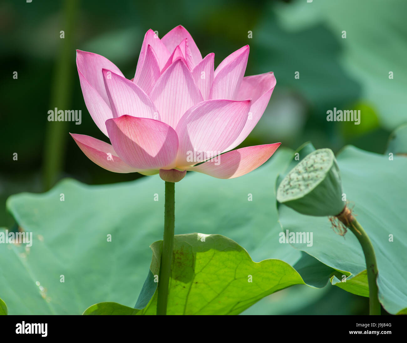waterlily or lotus flower in water,Symbol of purity Stock Photo - Alamy