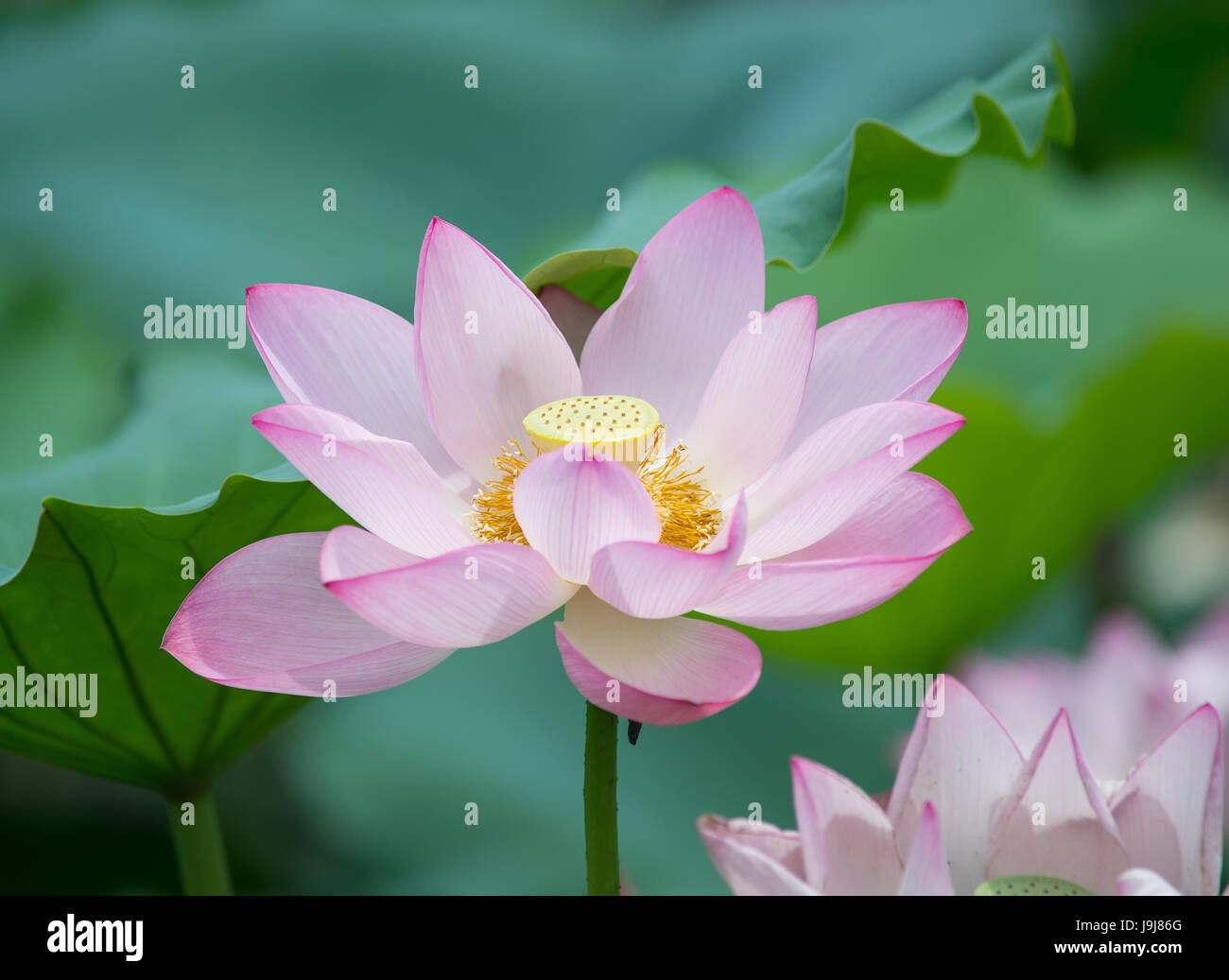 waterlily or lotus flower in water,Symbol of purity Stock Photo - Alamy