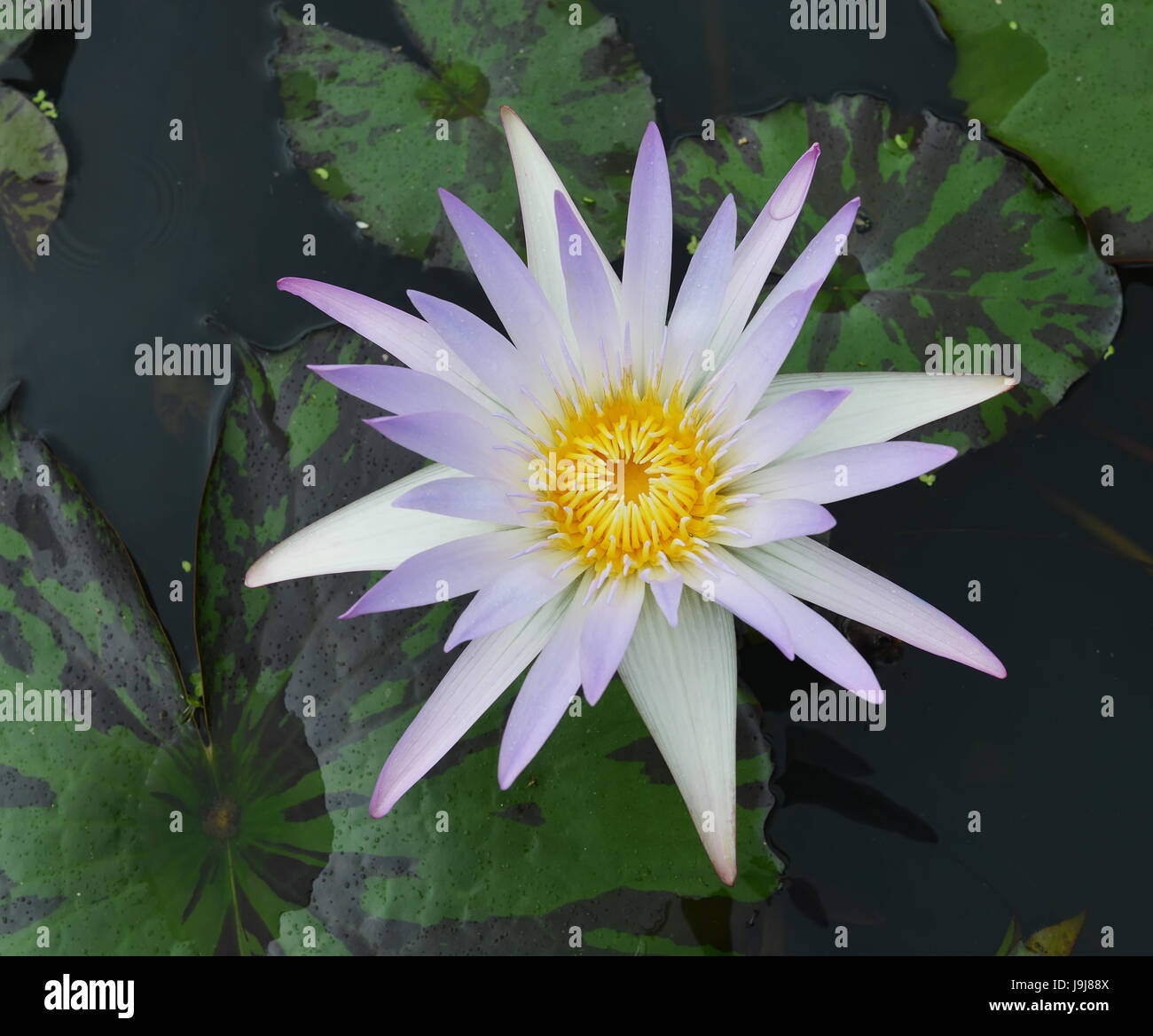 waterlily or lotus flower in water,Symbol of purity Stock Photo - Alamy