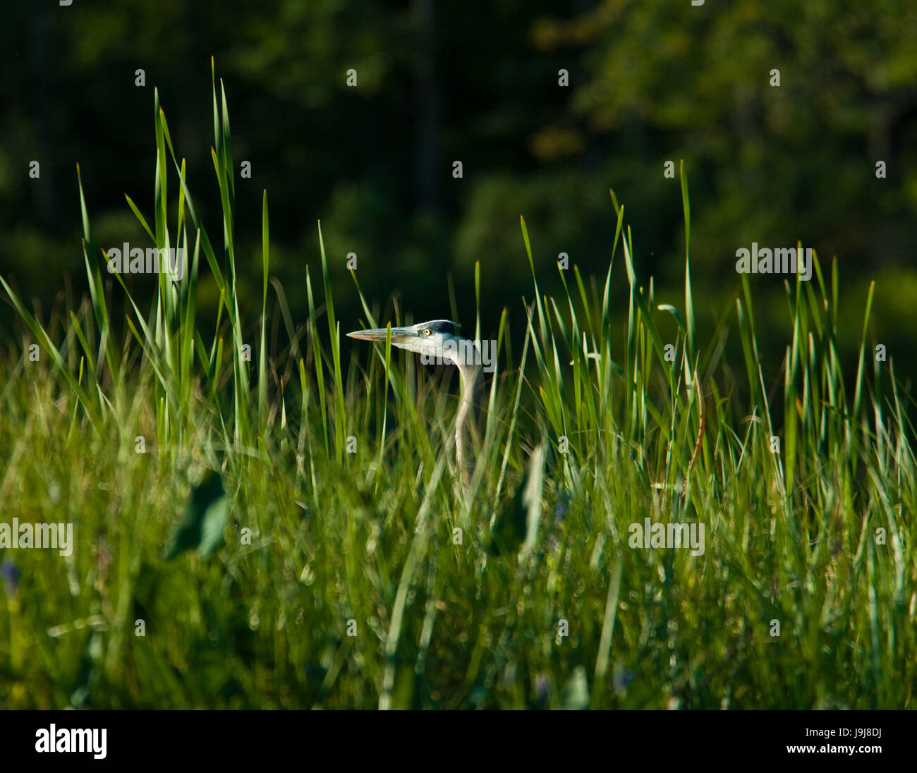 bird, hunt, fishing, wildlife, hide, heron, crane, high, tall, meadow ...