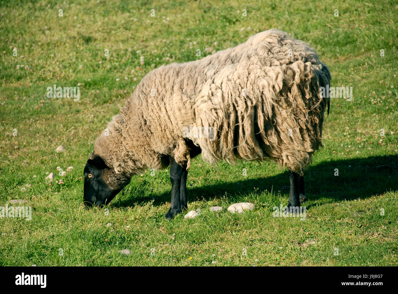 animal, mammal, animals, agriculture, farming, sheep, wool, mammals ...