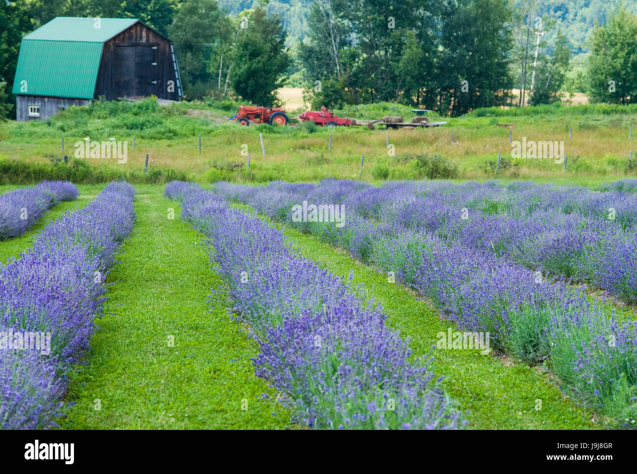 agricultural, flower, plant, agriculture, farming, field, france ...