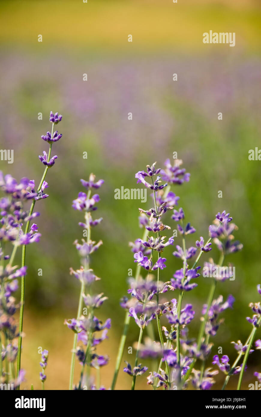 agricultural, flower, plant, agriculture, farming, field, france ...