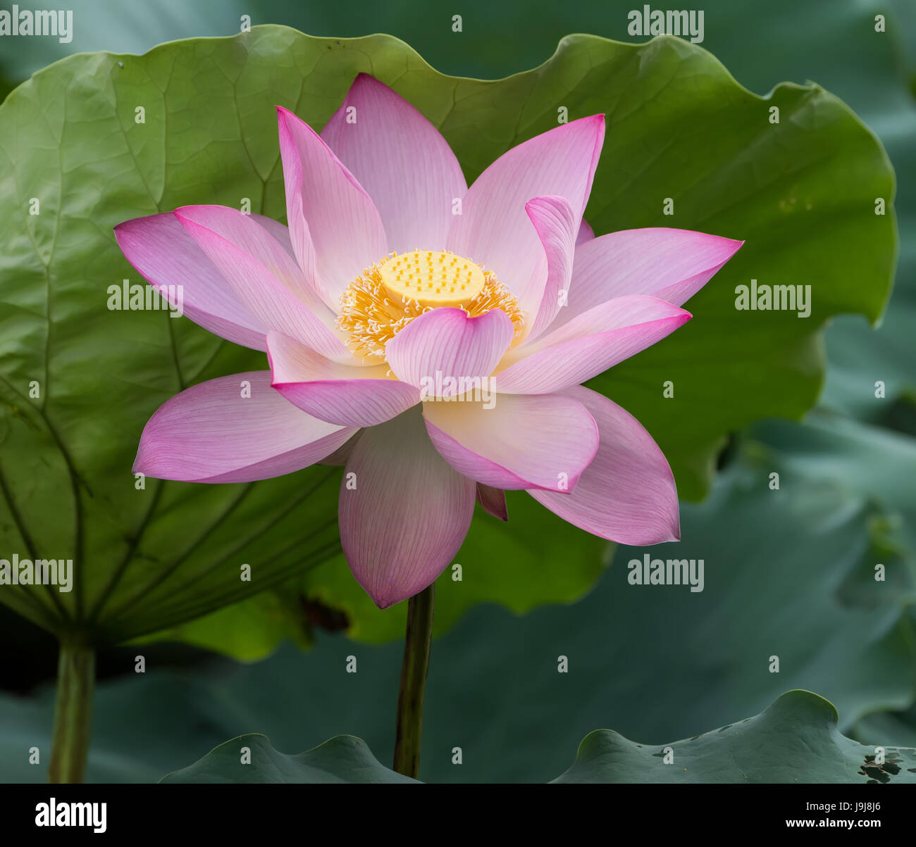 waterlily or lotus flower in water,Symbol of purity Stock Photo - Alamy