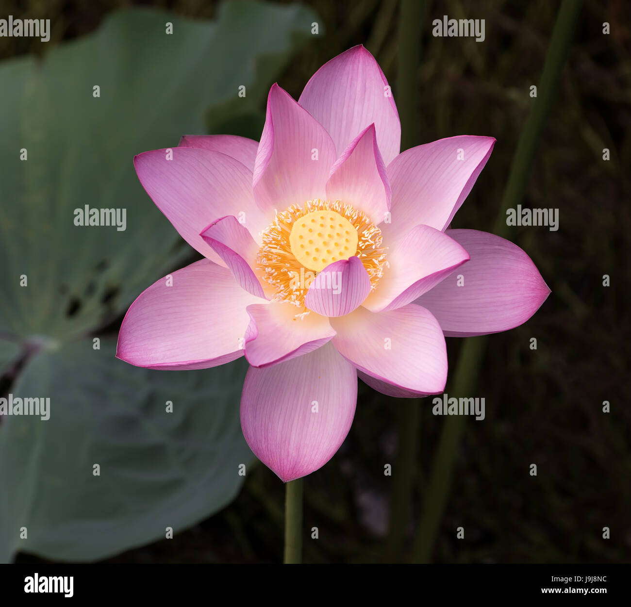 waterlily or lotus flower in water,Symbol of purity Stock Photo - Alamy