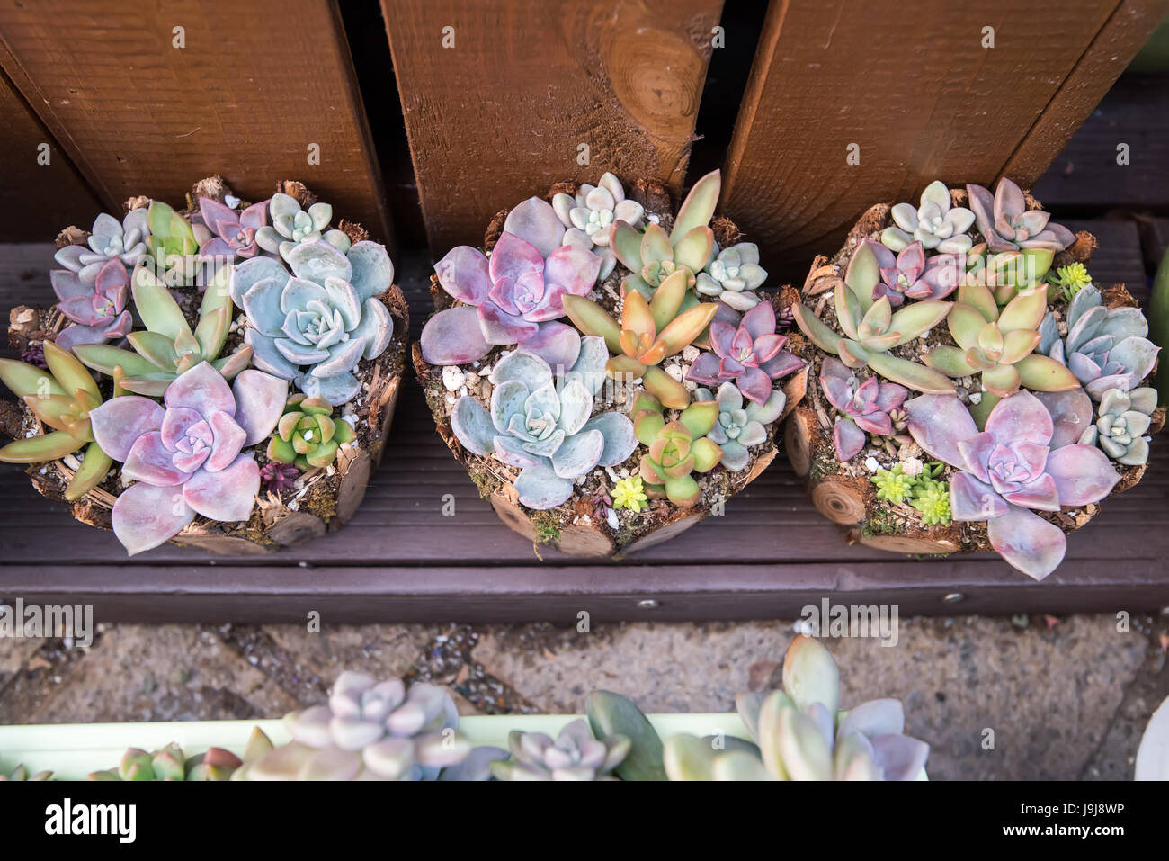Miniature succulent plants in garden Stock Photo - Alamy