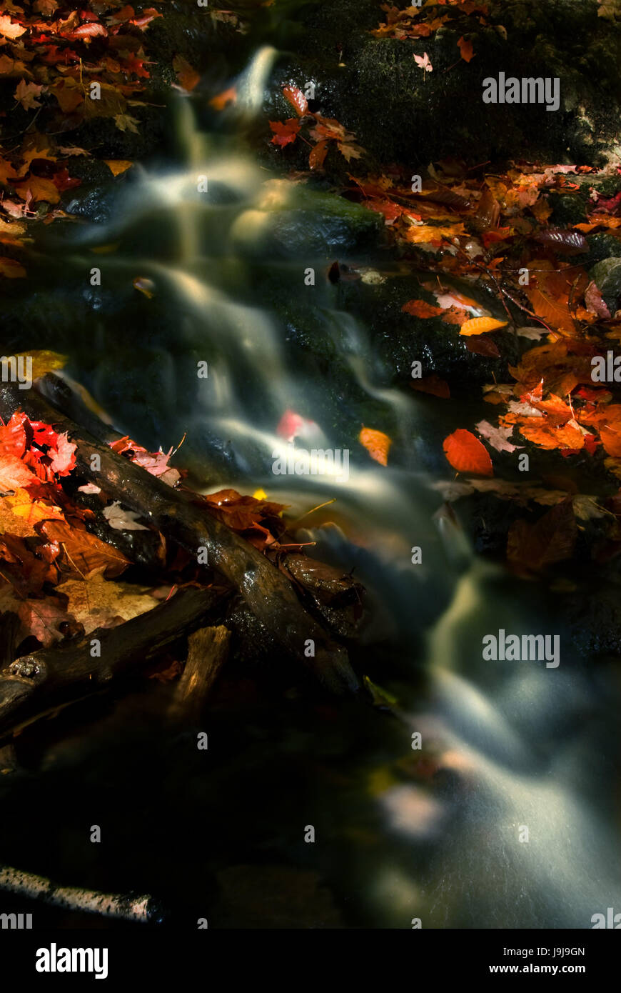 leaf, flow, leaves, stream, waterfall, outdoor, peaceful, creek, blur ...